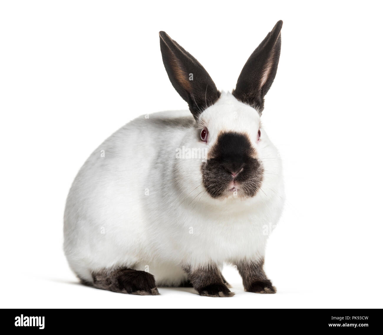Russian rabbit sitting against white background Stock Photo - Alamy