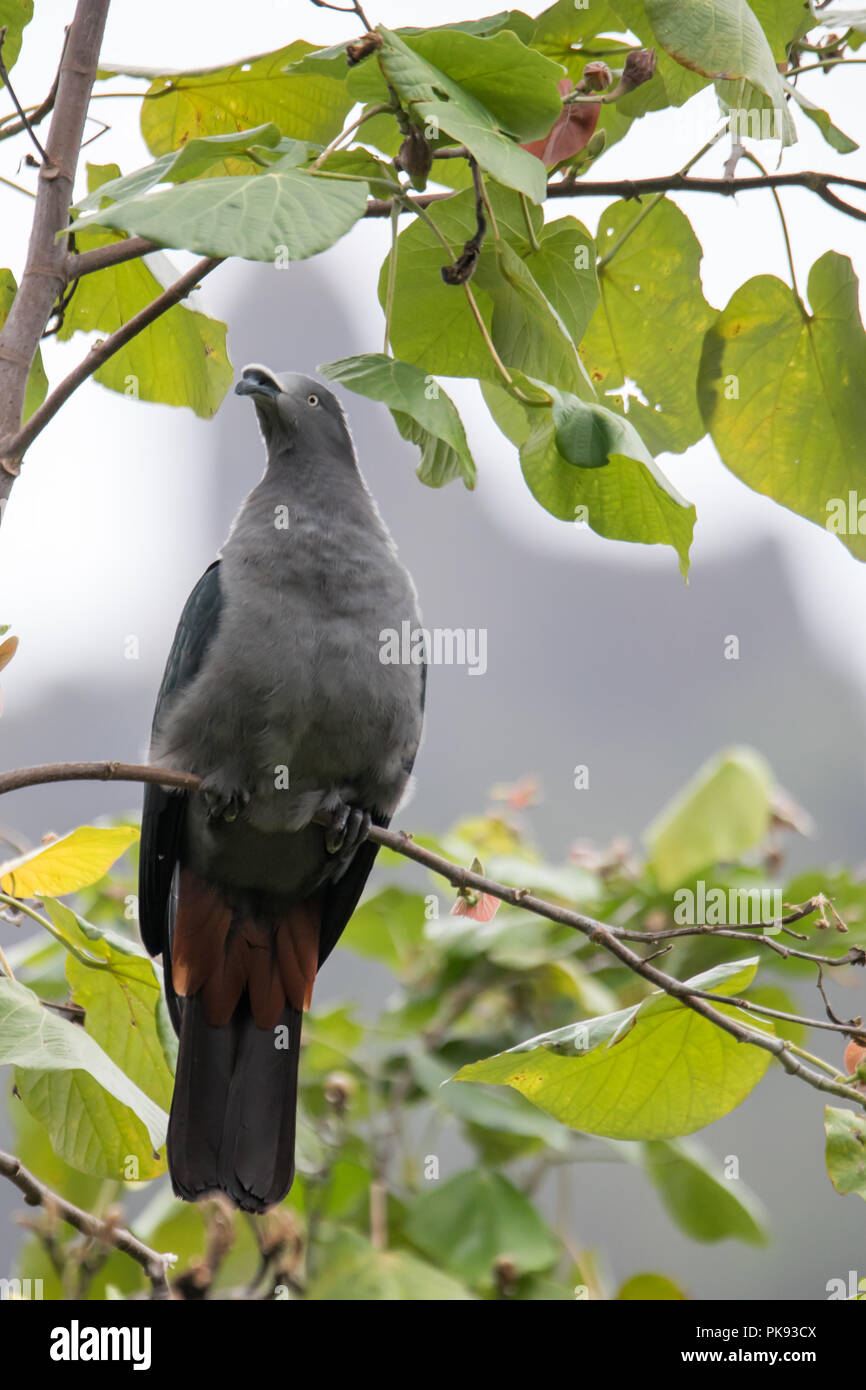 The endangered and endemic Marquesan Imperial-pigeon, Ducula galena, on ...
