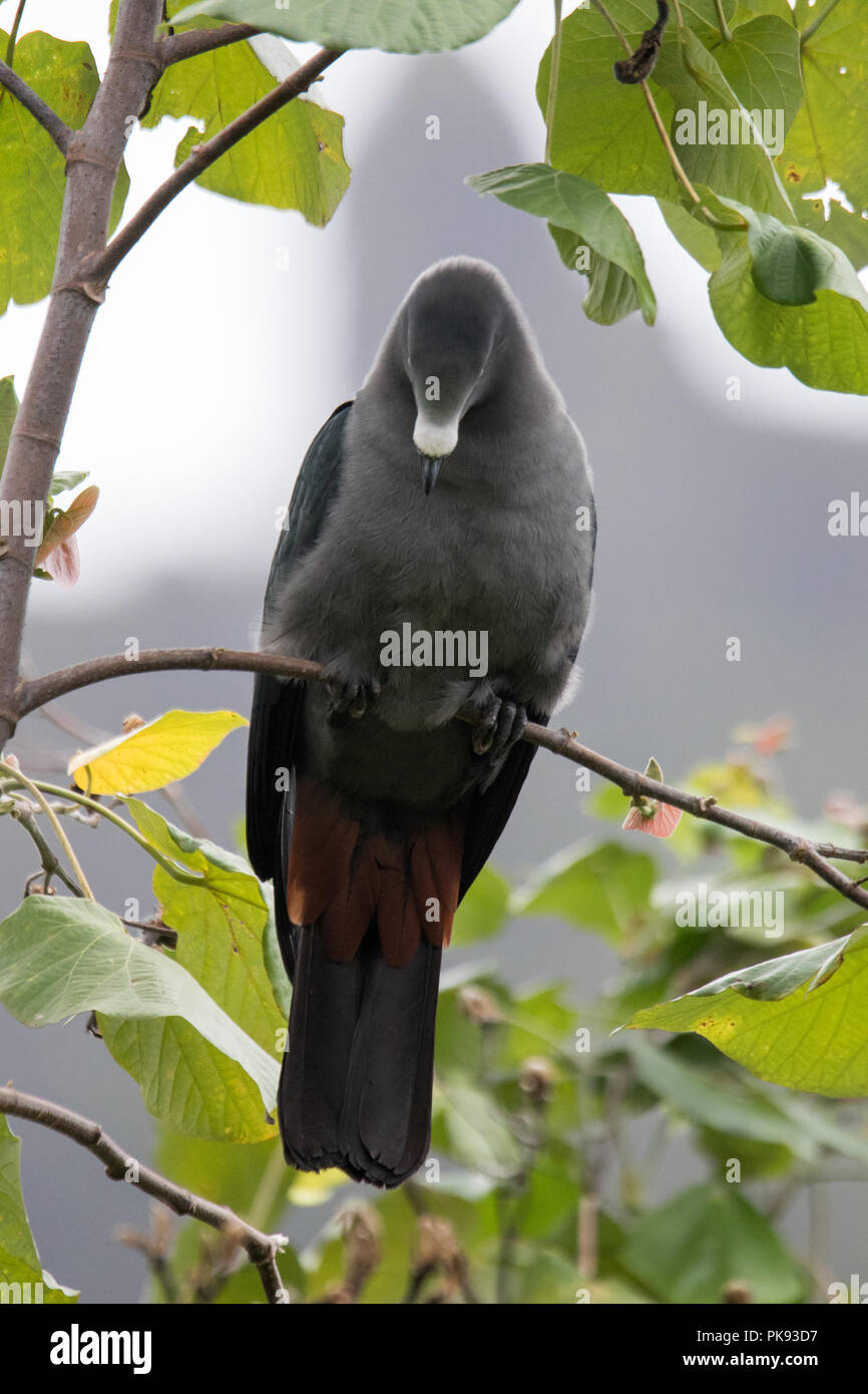 The endangered and endemic Marquesan Imperial-pigeon, Ducula galena, on ...