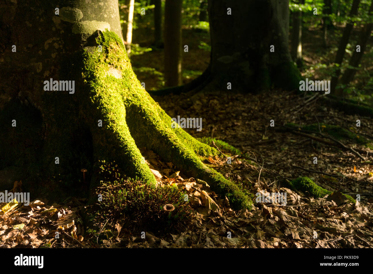 The root of a large tree overgrown with moss Stock Photo - Alamy
