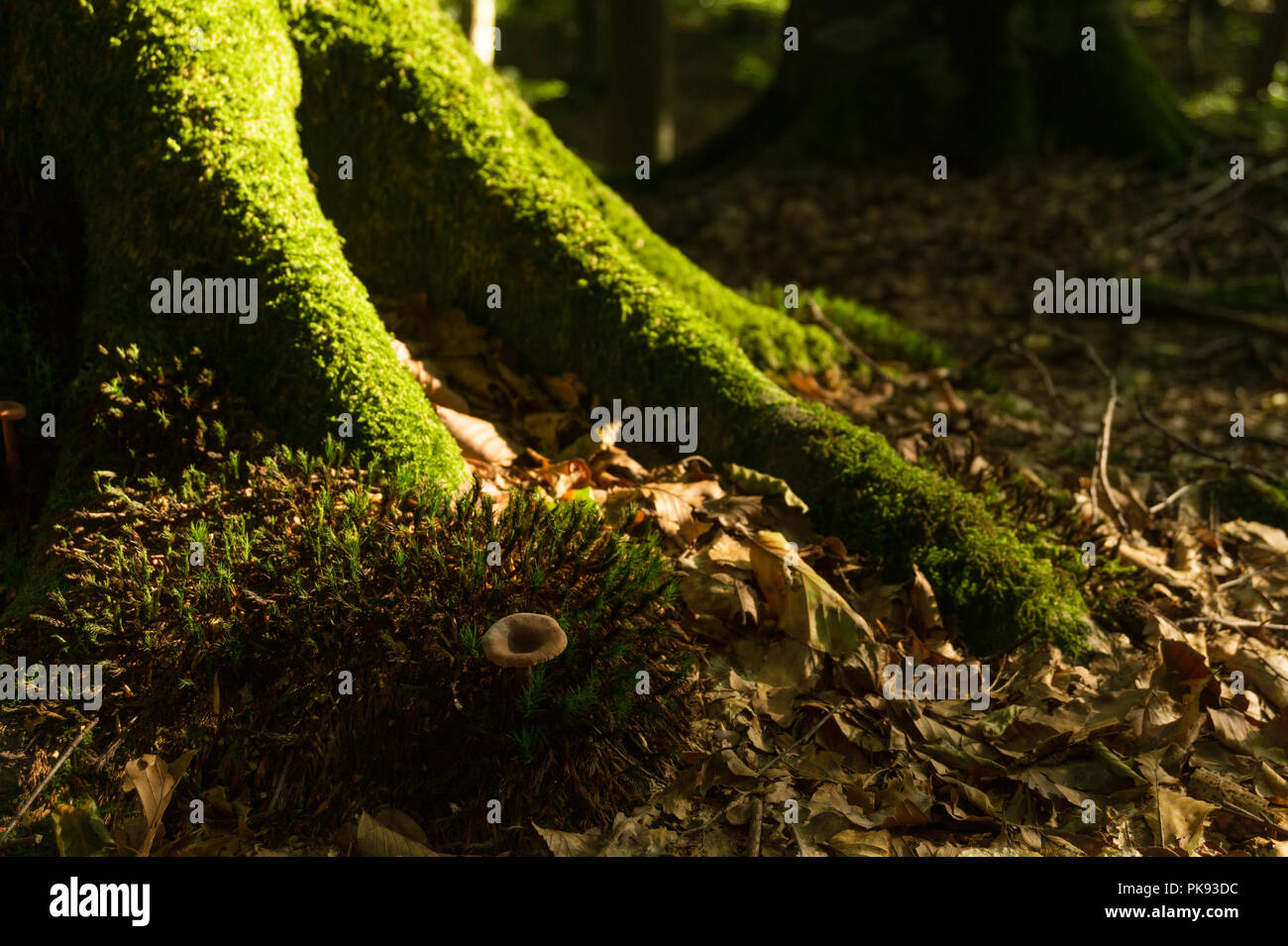The root of a large tree overgrown with moss Stock Photo - Alamy