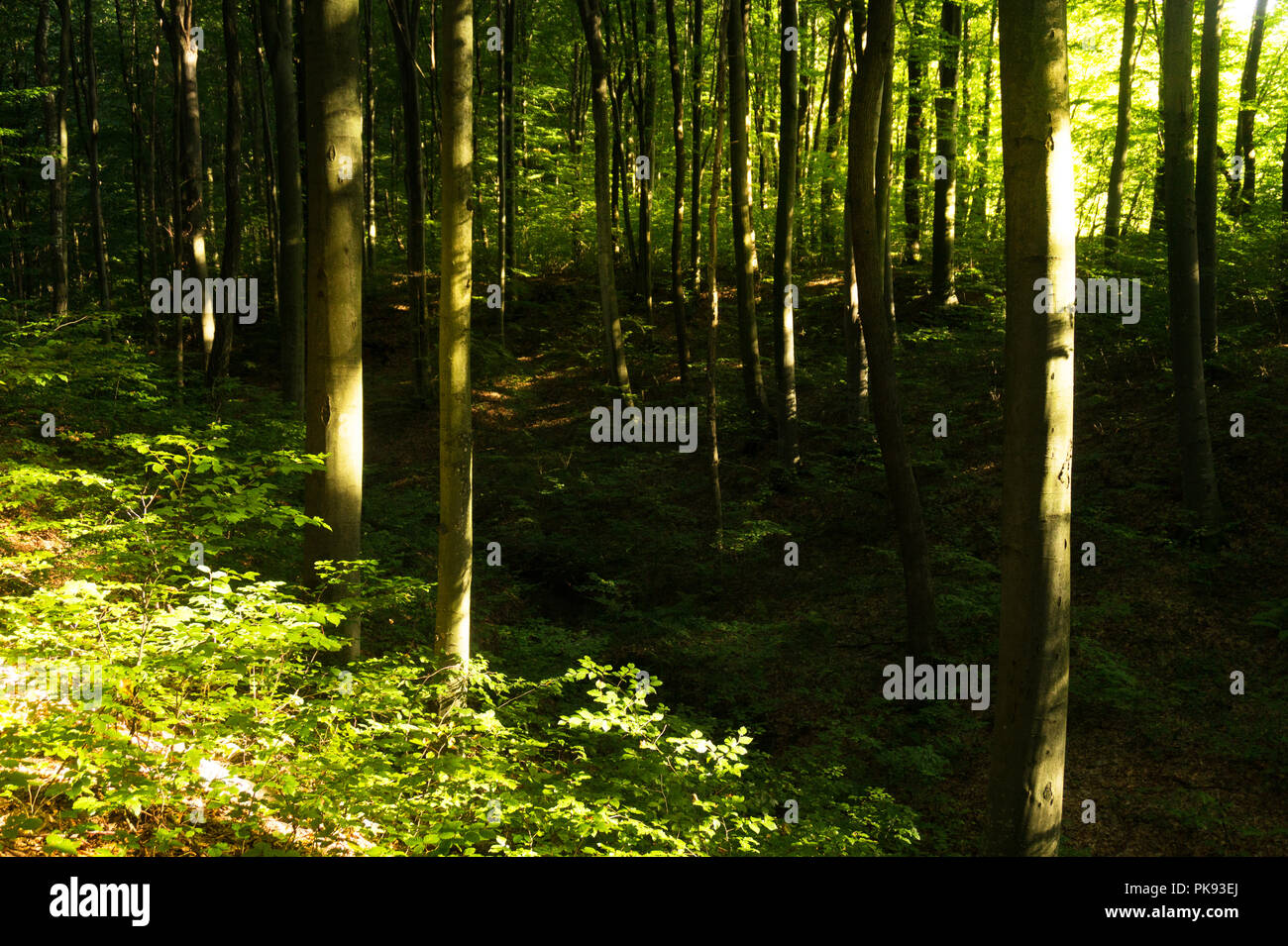 Beech forest. Beech is a deciduous tree, the main forest-forming ...
