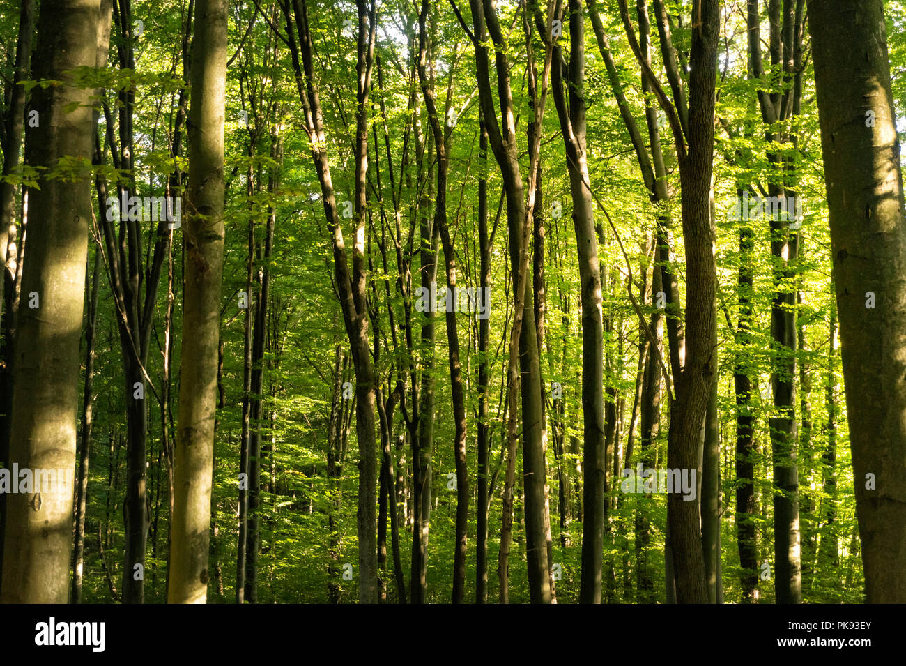 Beech forest. Beech is a deciduous tree, the main forest-forming ...