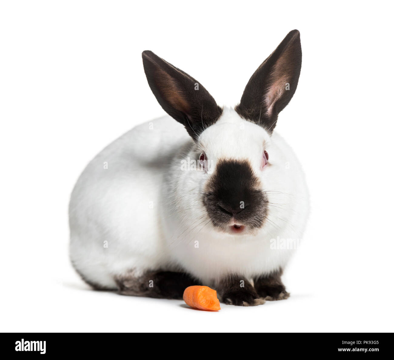 Russian rabbit sitting against white background Stock Photo - Alamy