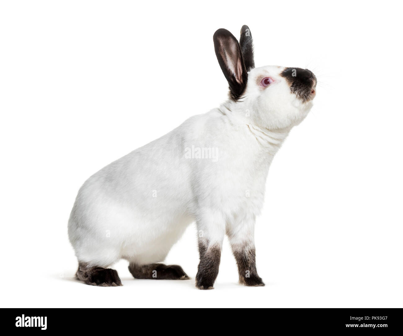 Russian rabbit sitting against white background Stock Photo - Alamy