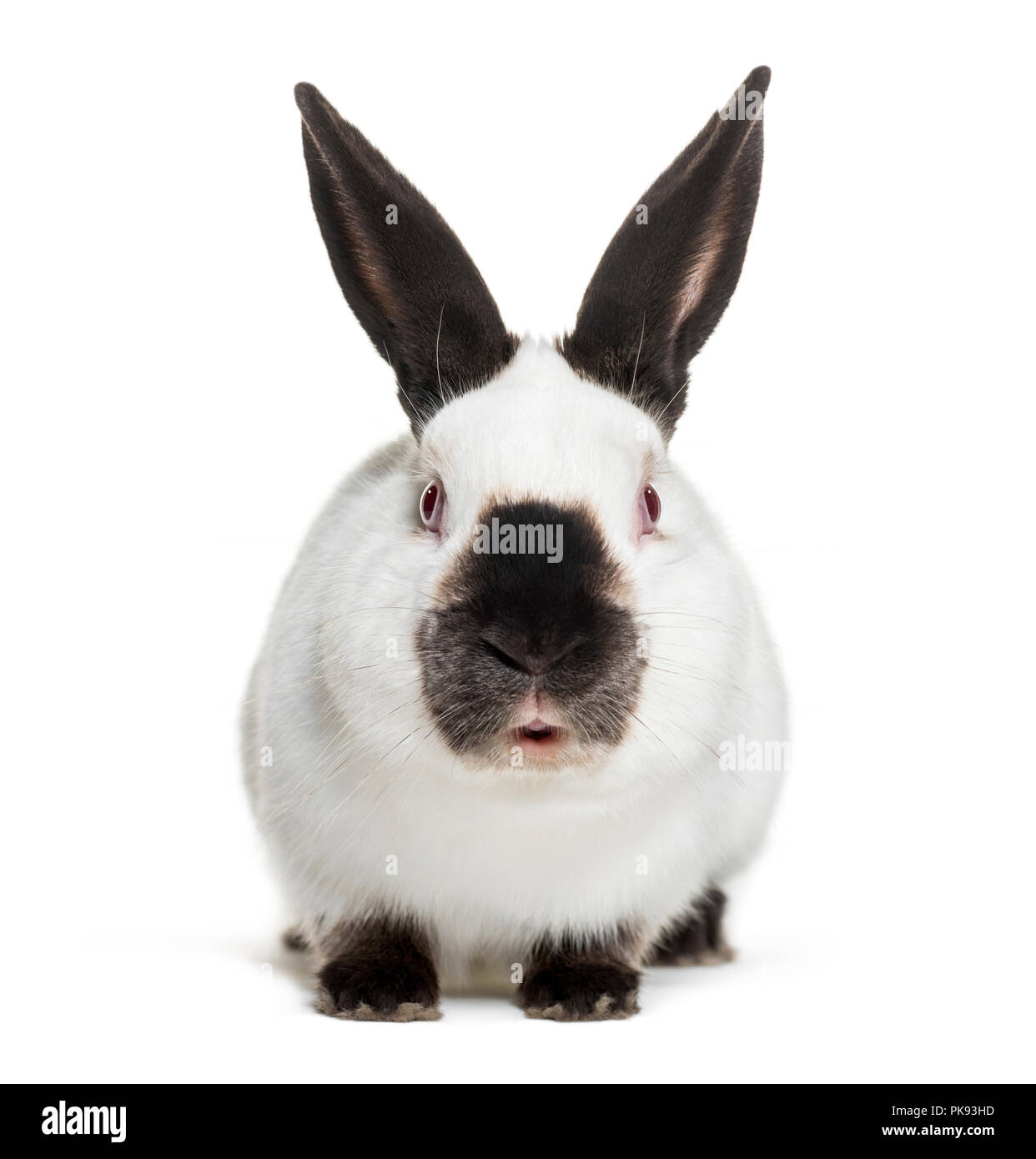 Russian rabbit sitting against white background Stock Photo - Alamy