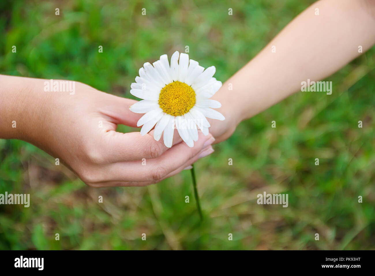 The child gives the flower to his mother. Selective focus. nature Stock ...