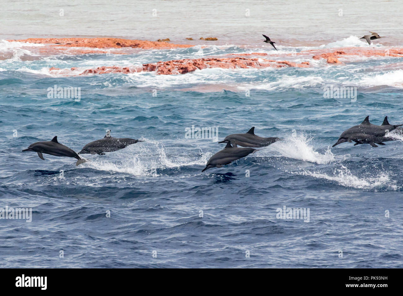 Spinner dolphins hi-res stock photography and images - Alamy