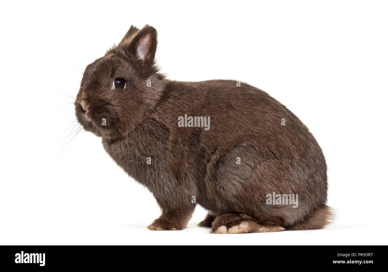 Brown dwarf rabbit hi-res stock photography and images - Alamy