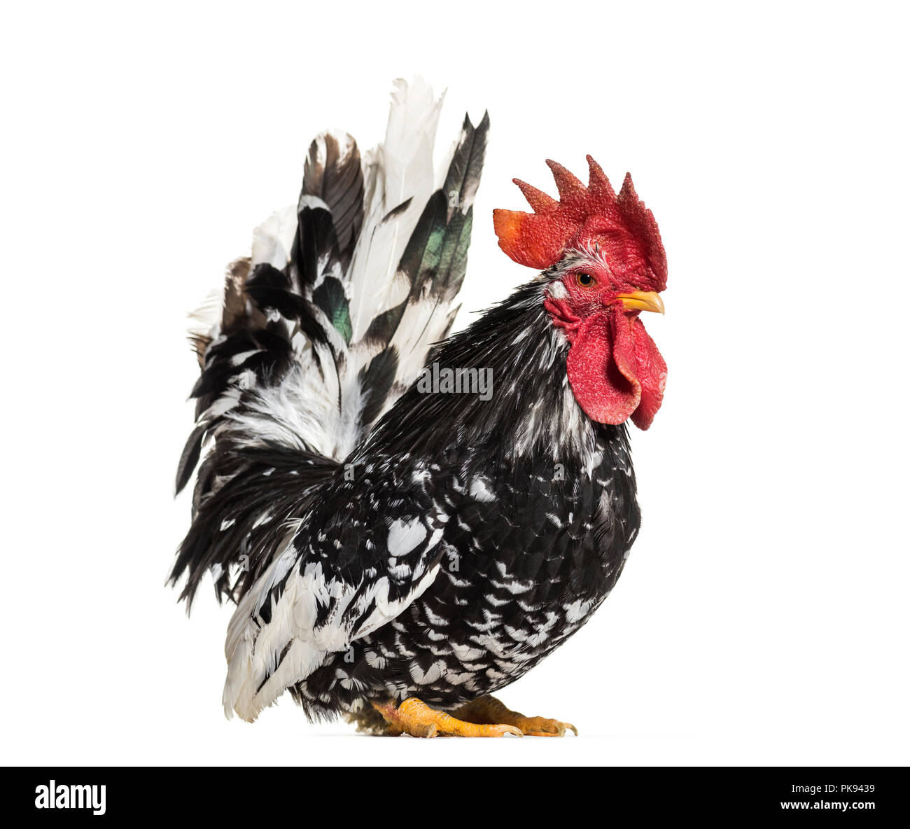 Japanese bantam hi-res stock photography and images - Alamy