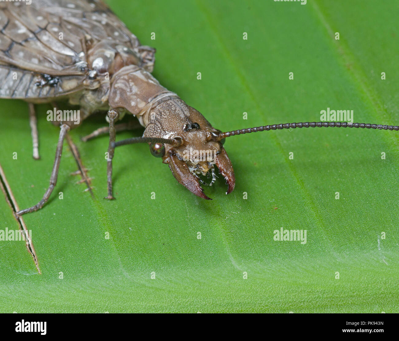Dobsonfly hi-res stock photography and images - Alamy