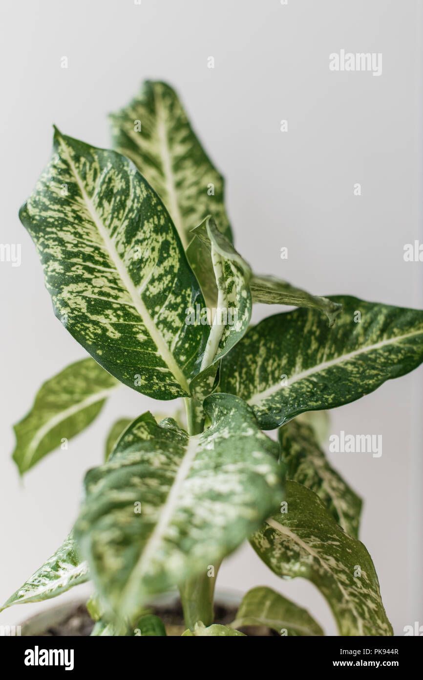 Dieffenbachia on light white background. Home and gardnen concept ...