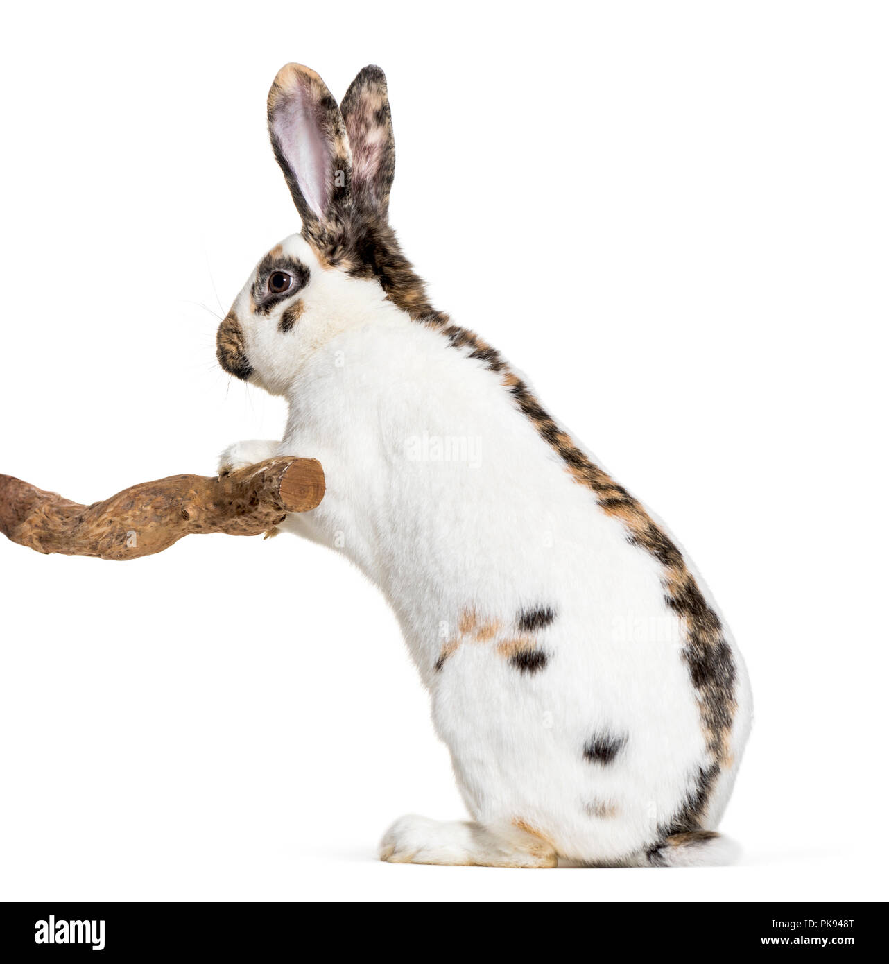 Checkered Giant rabbit standing against white background Stock Photo ...