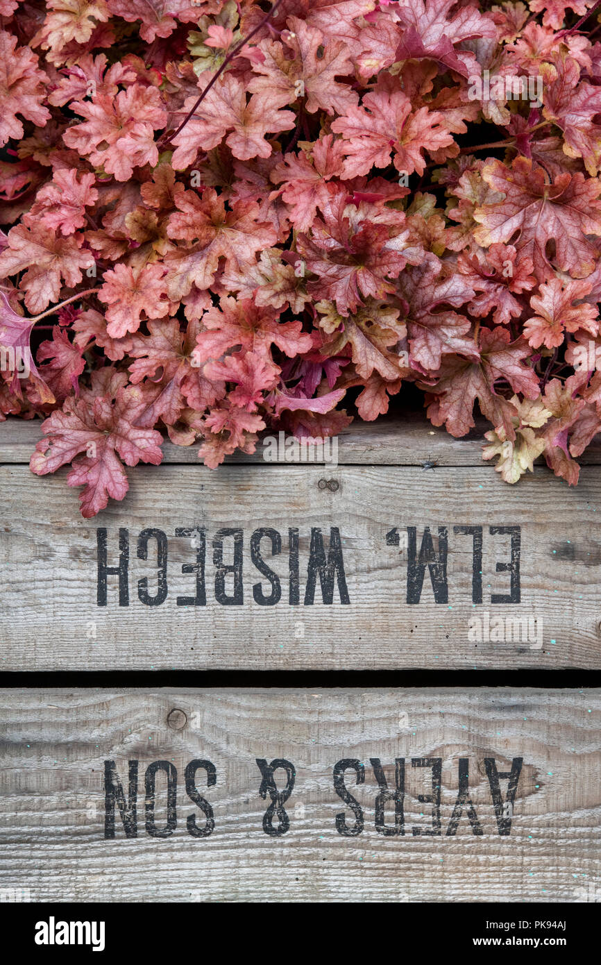Heucheras hi-res stock photography and images - Alamy