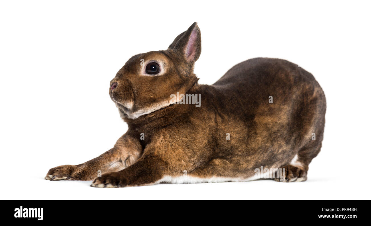 Rex Rabbit stretching against white background Stock Photo - Alamy