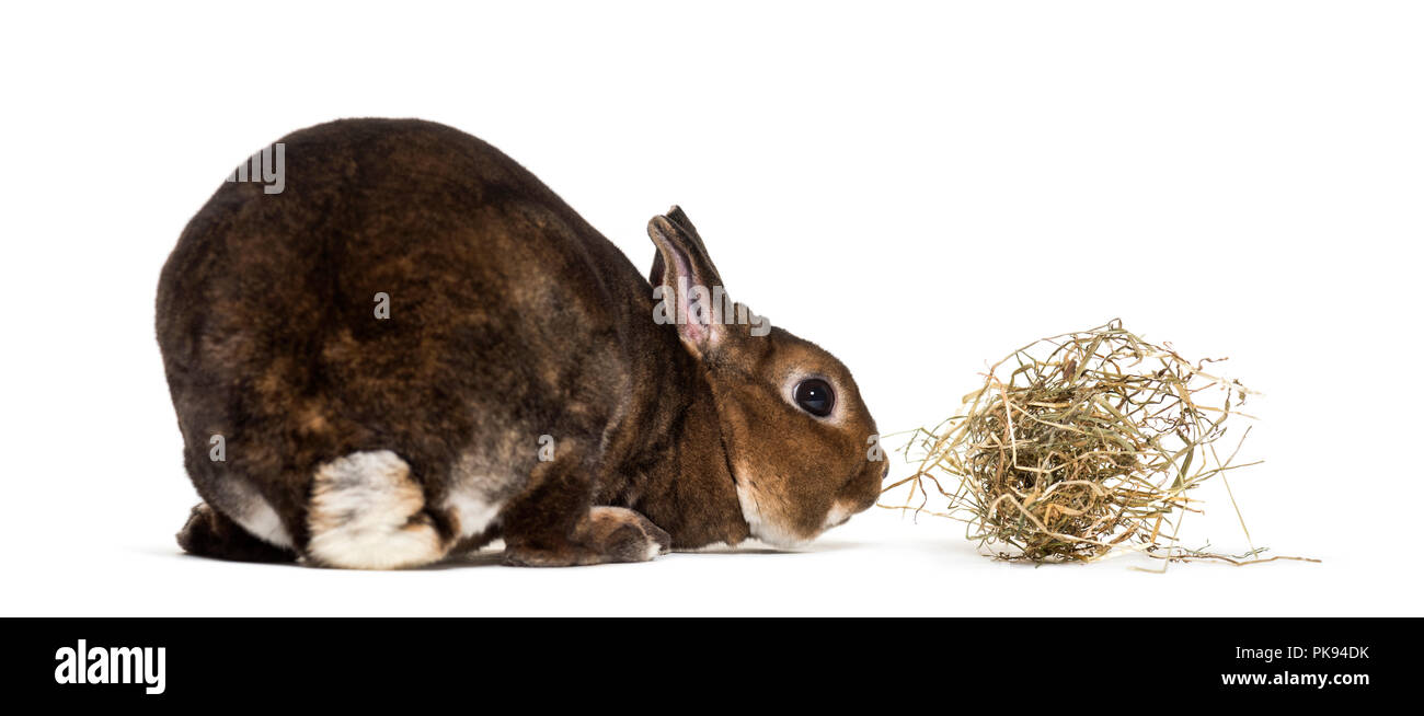 Rex Rabbit against white background Stock Photo - Alamy