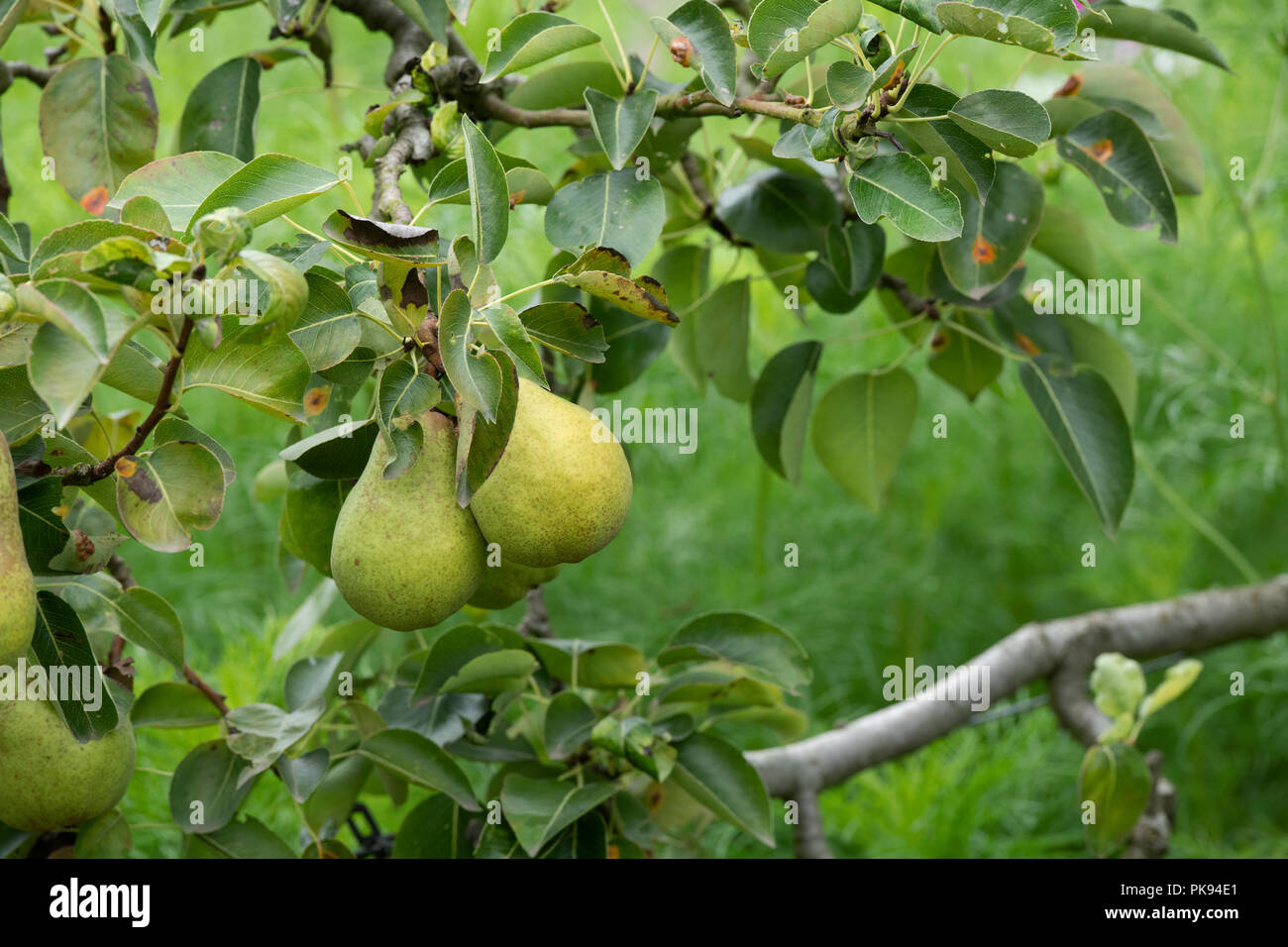 Williams bon chretien pears hi-res stock photography and images - Alamy