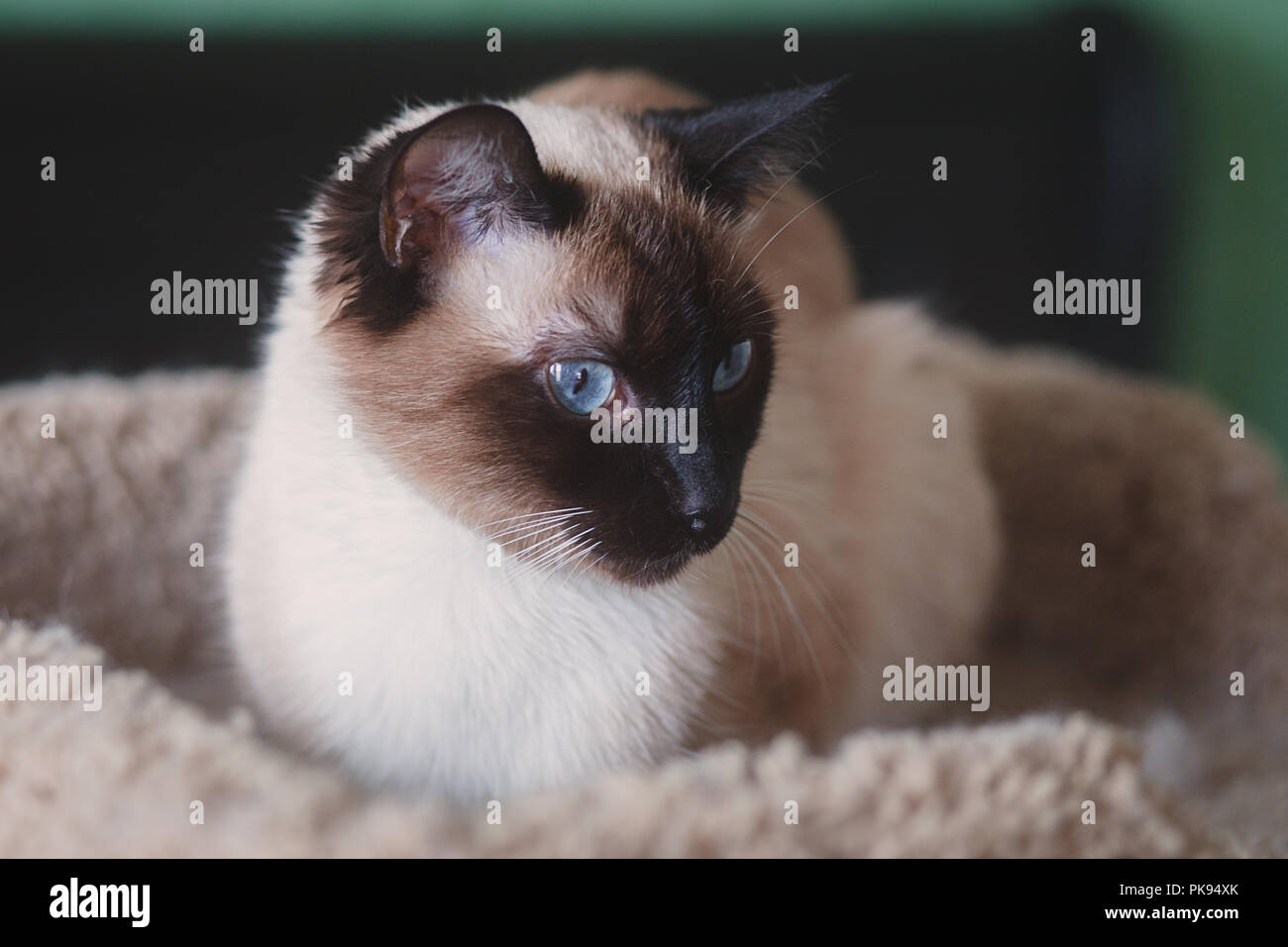 Young, Siamese Female Cat, Lounging on a Cat Bed at Home Stock Photo ...