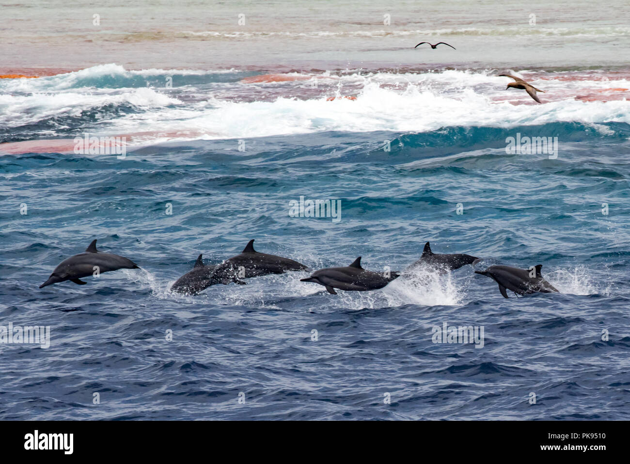 A pod of spinner dolphins leap along the reef at Millennium atoll in ...