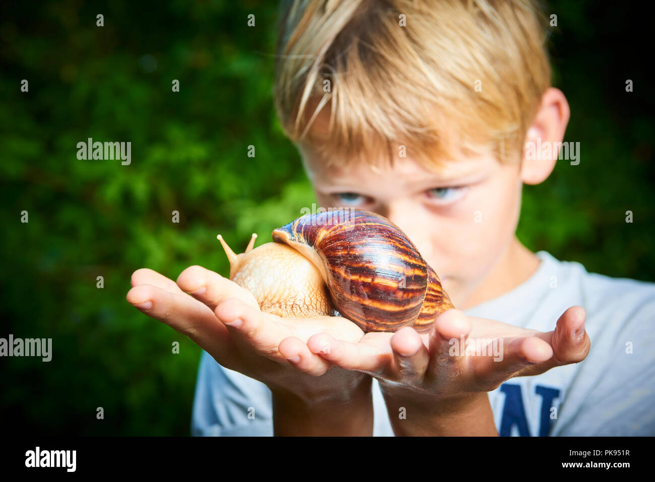 Child boy looking at giant snail on palm. Unusual home pet example ...