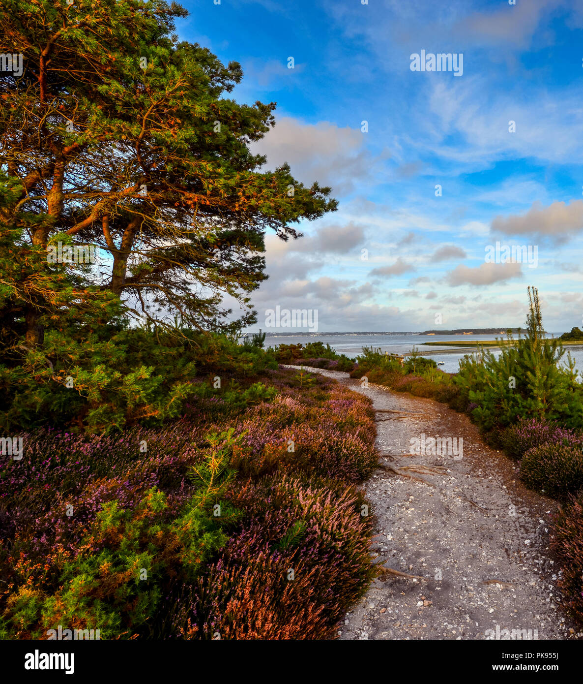 A pathway through Arne nature reserve in Dorset Stock Photo - Alamy