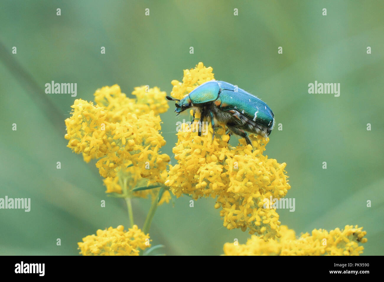 Cetonia aurata large green beetle hi-res stock photography and images ...