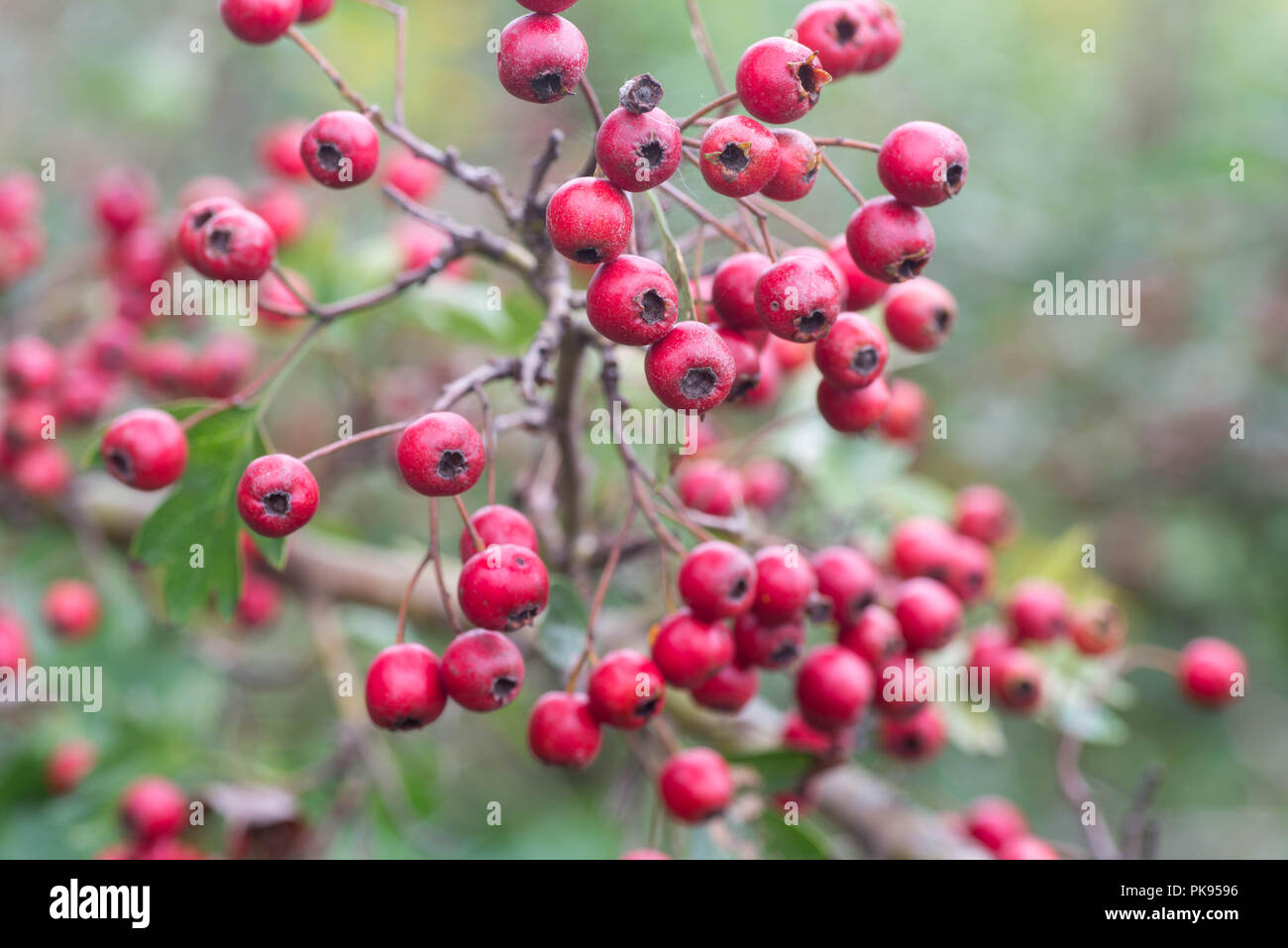 Thornapple tree hi-res stock photography and images - Alamy