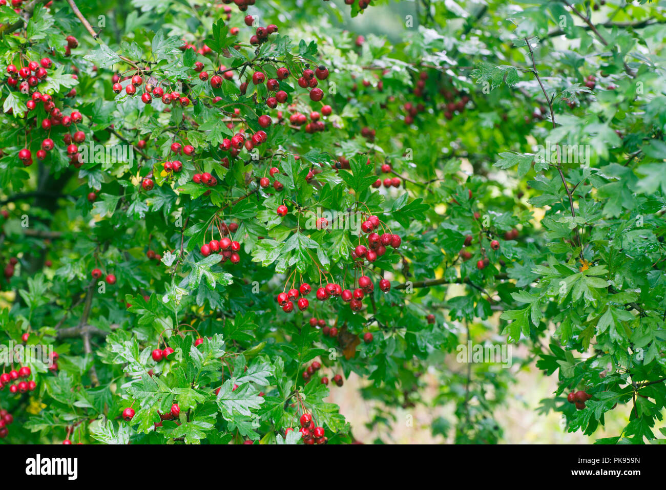 Hawthorn tree garden hi-res stock photography and images - Alamy