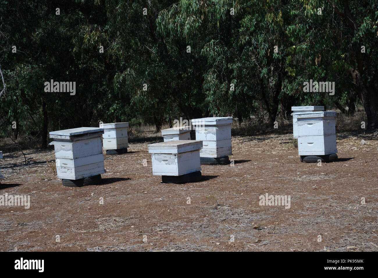 bees flying in front of a beehive Stock Photo - Alamy