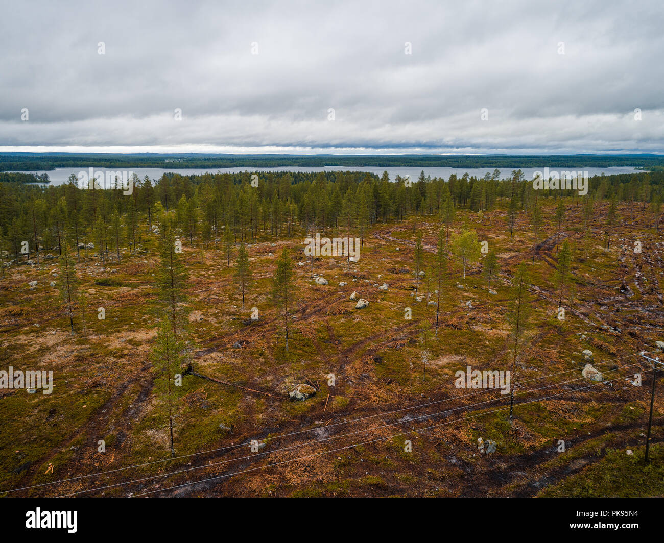 Finland, forest in Lapland where deforesting has taken place and with ...