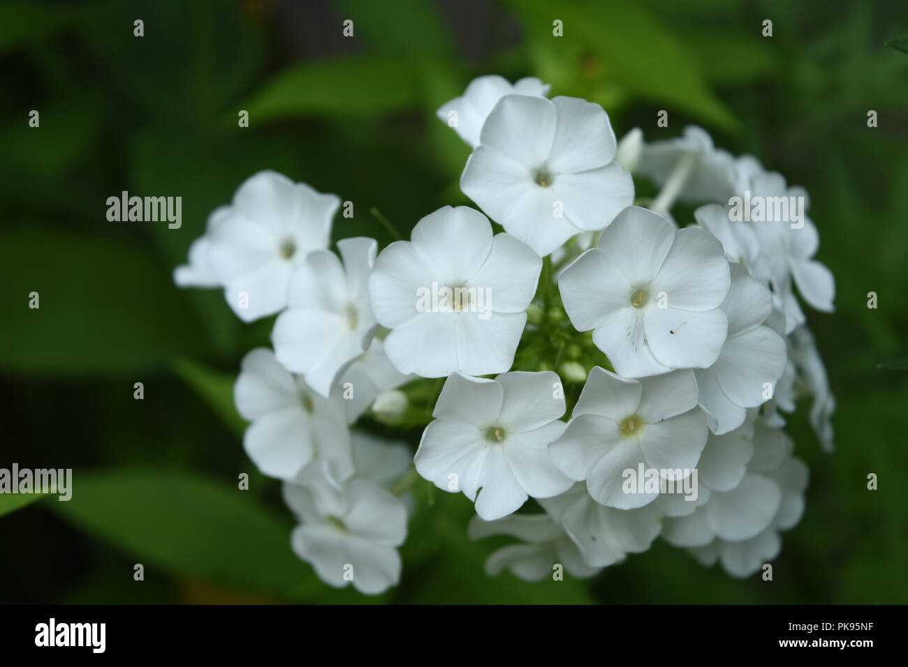 Pretty garden with white phlox flowers in bloom Stock Photo - Alamy