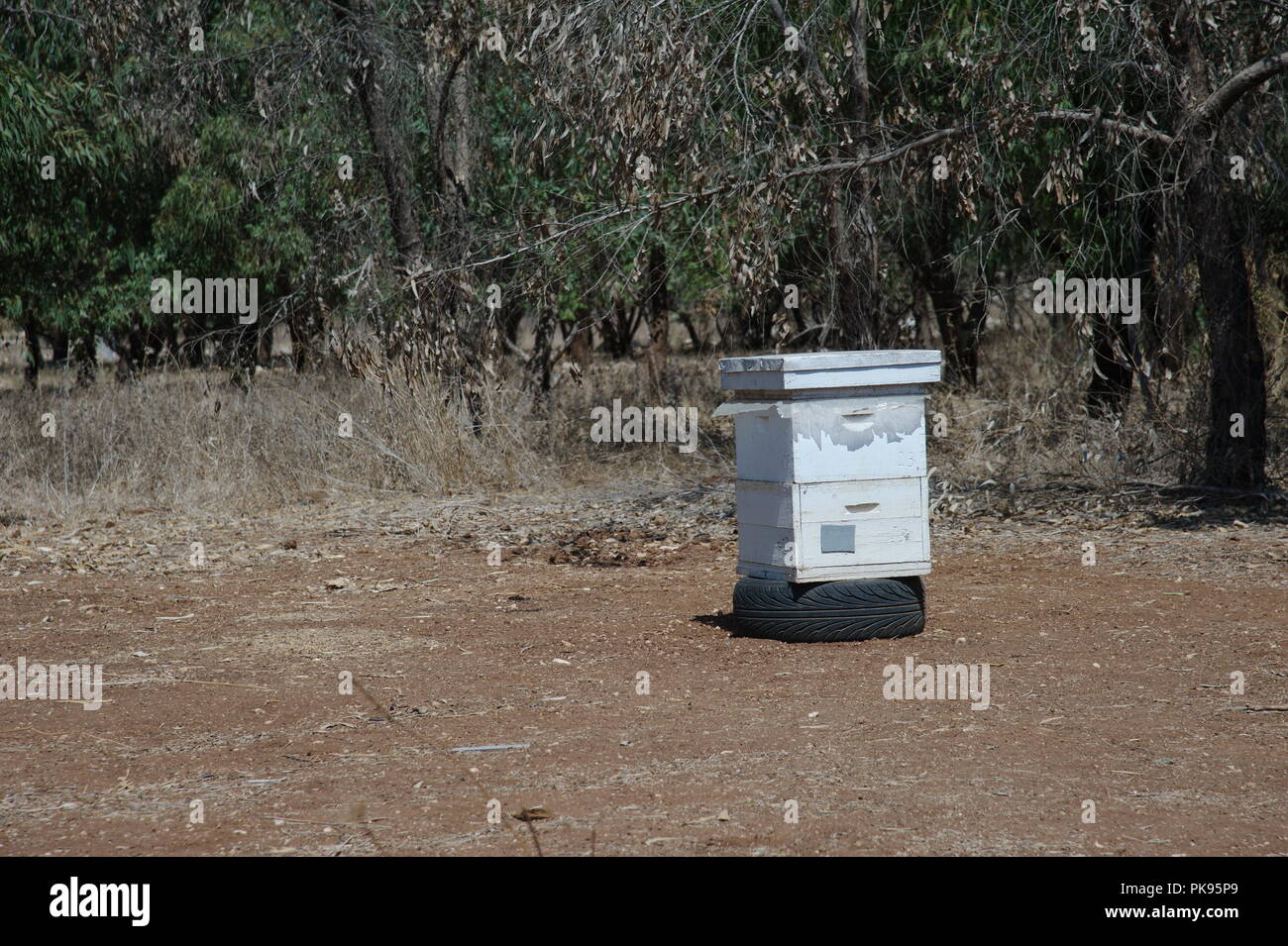 bees flying in front of a beehive Stock Photo - Alamy
