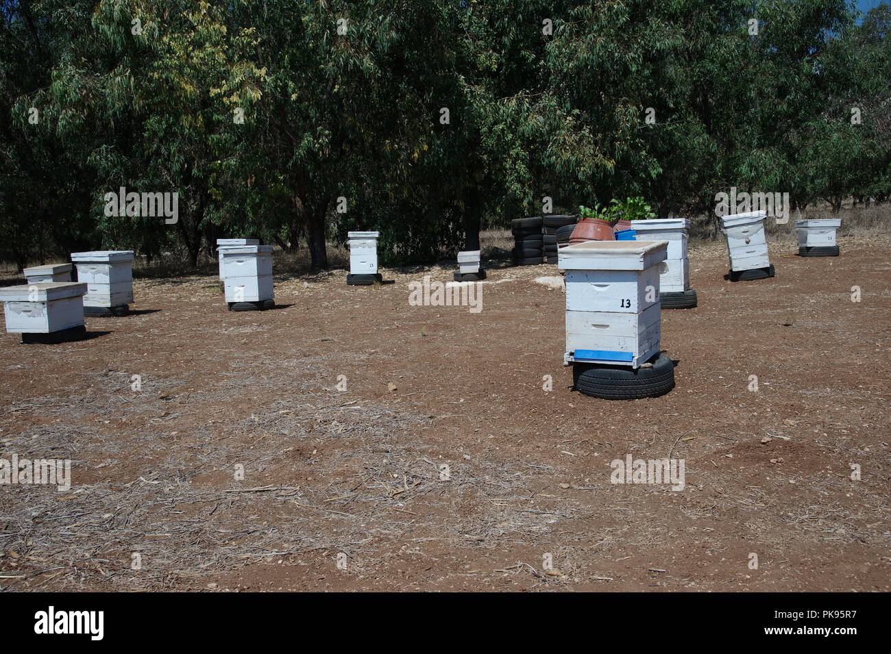 bees flying in front of a beehive Stock Photo - Alamy