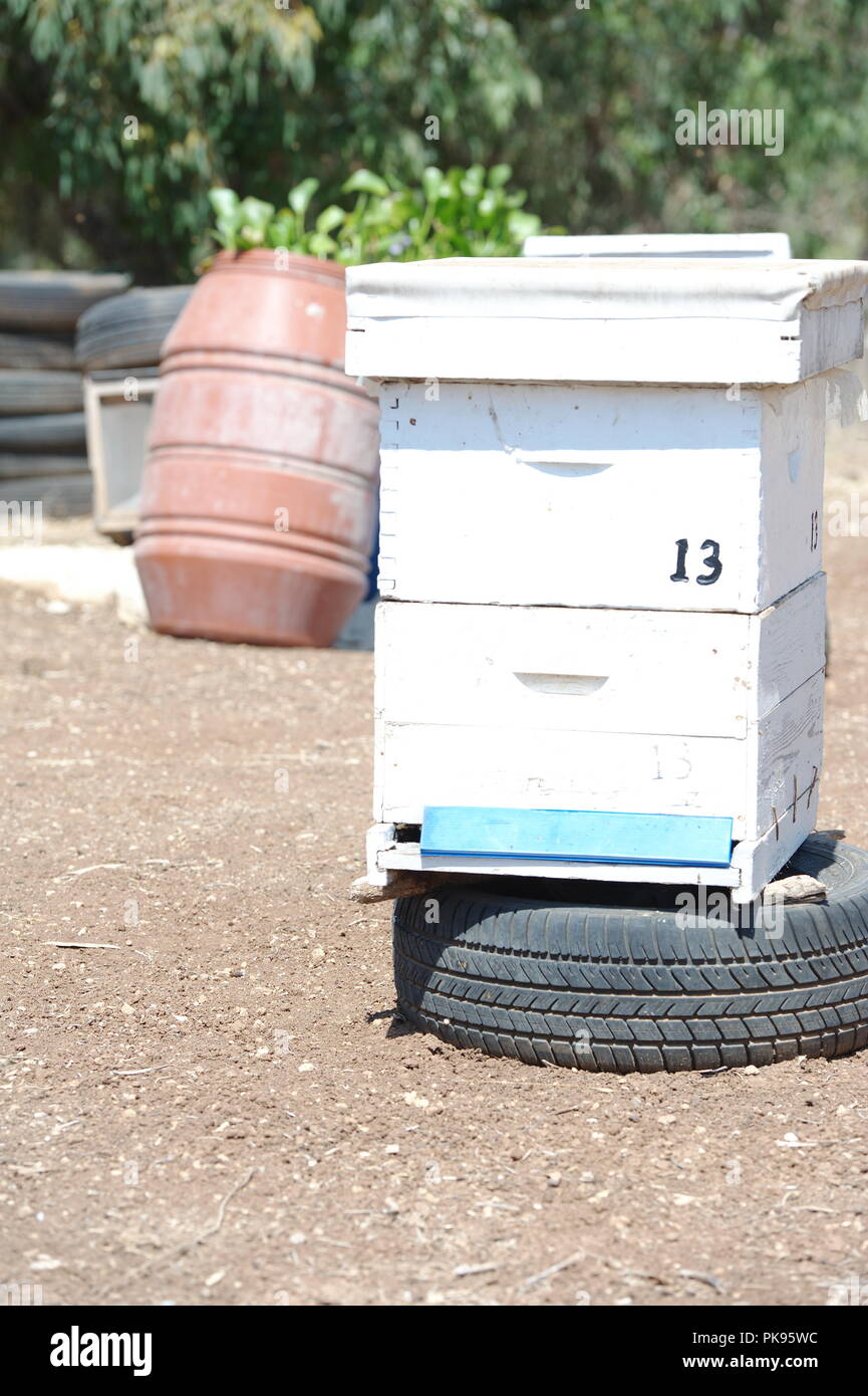 bees flying in front of a beehive Stock Photo - Alamy