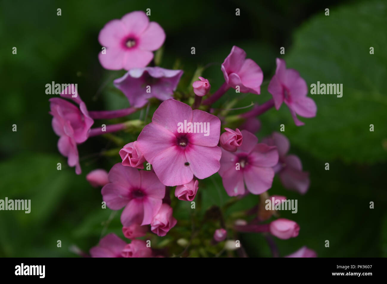 Very dark pink phlox flowers blooming in a garden Stock Photo - Alamy