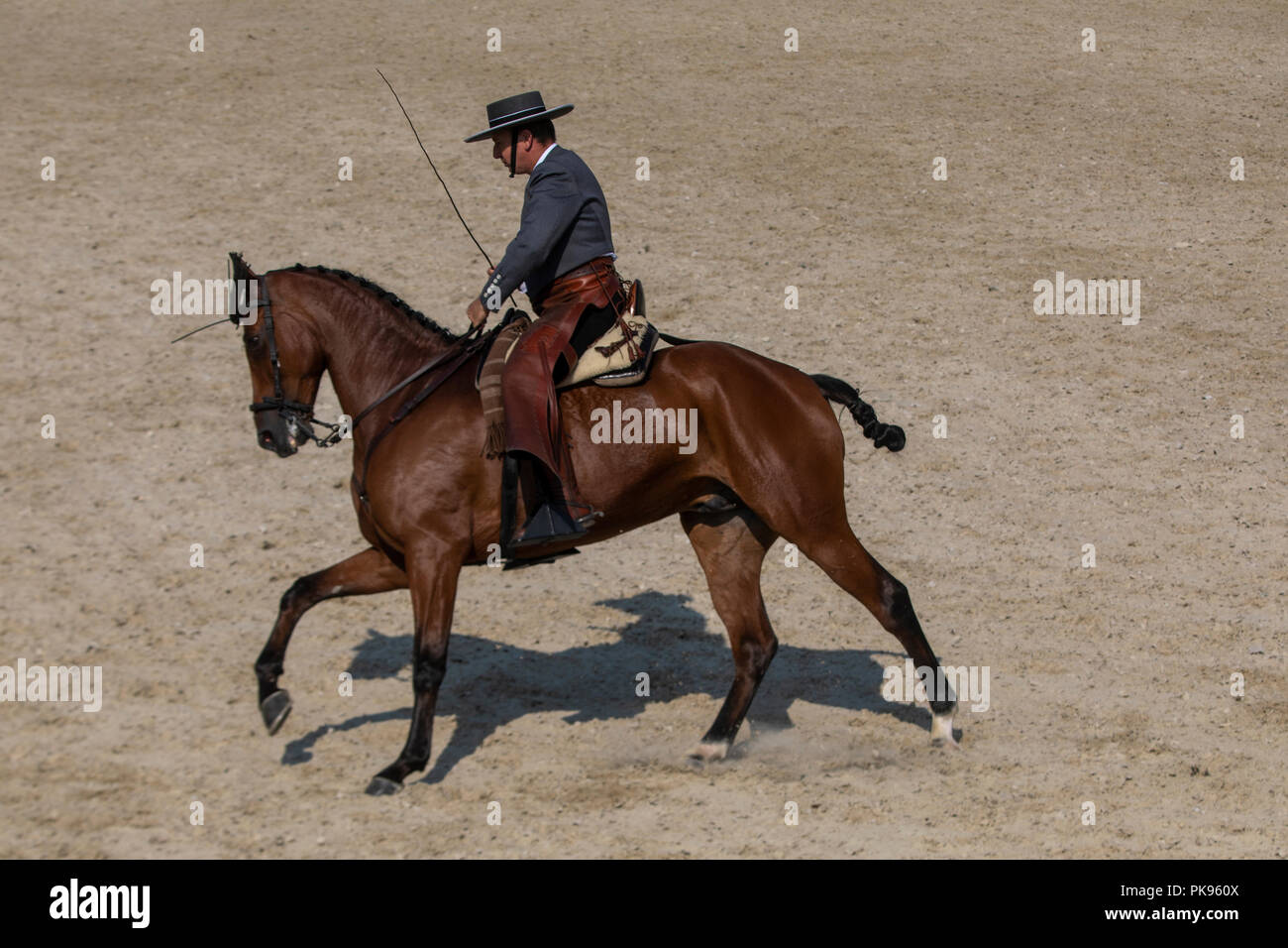 Man riding andalusian horse hi-res stock photography and images - Alamy