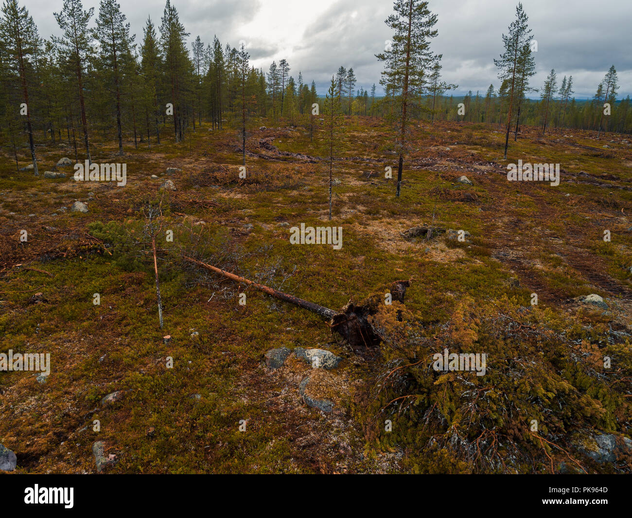 Deforesting hi-res stock photography and images - Alamy