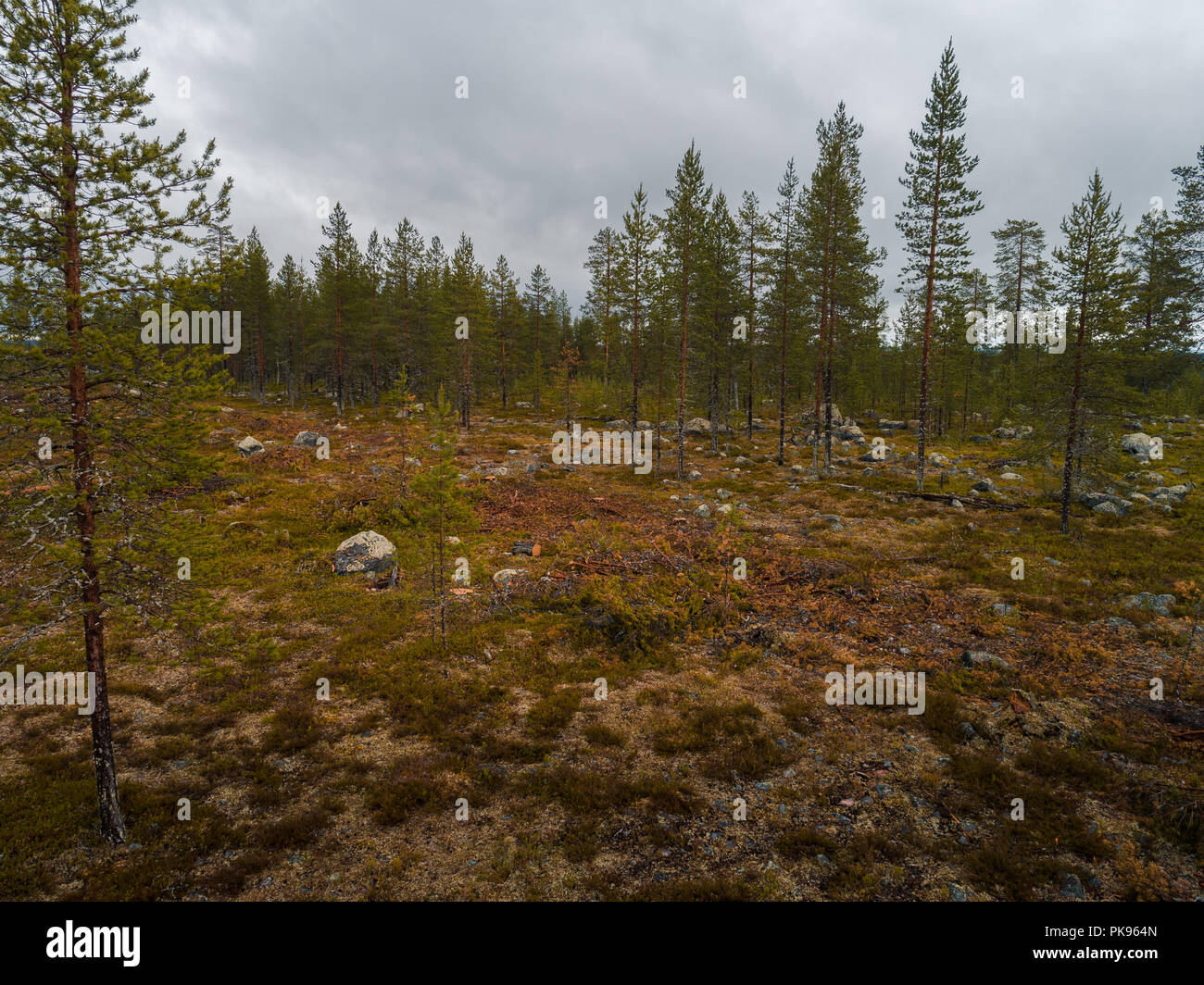 Deforestation finland hi-res stock photography and images - Alamy