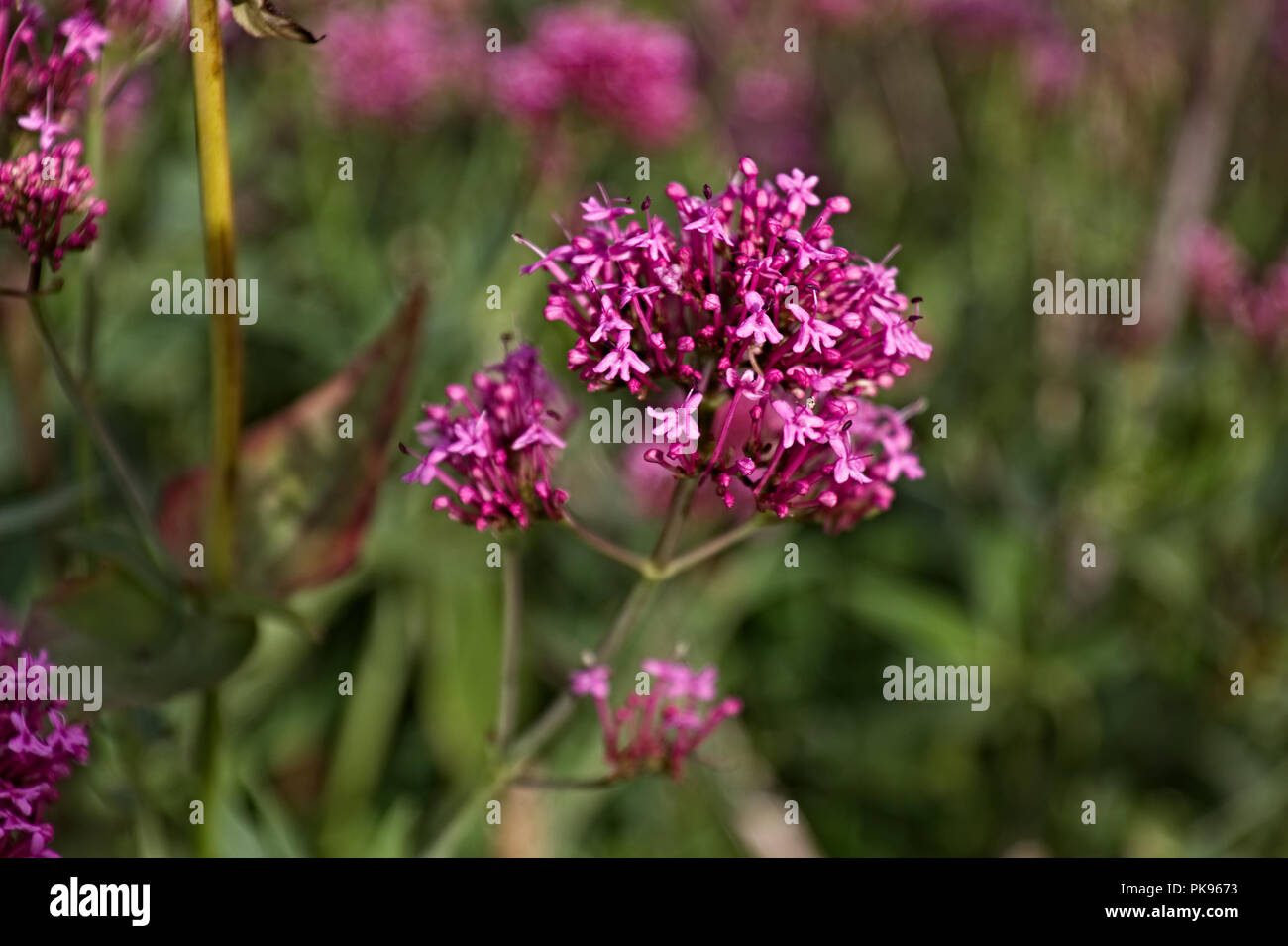 The flowers of Centranthus maritimus Stock Photo - Alamy