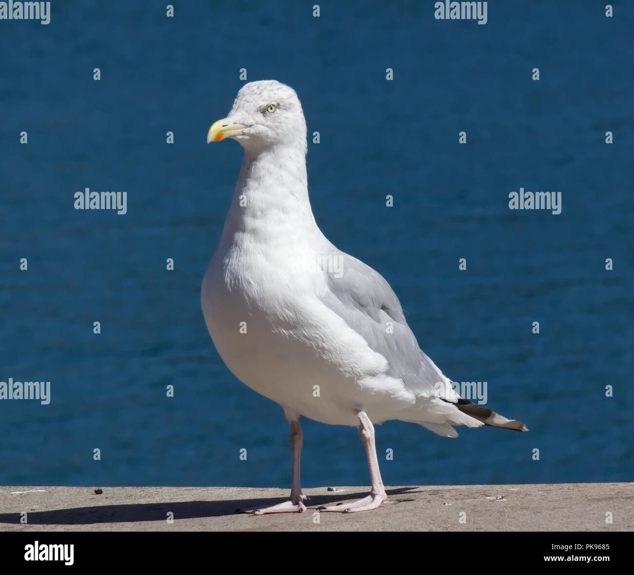 Aggressive seagull hi-res stock photography and images - Alamy