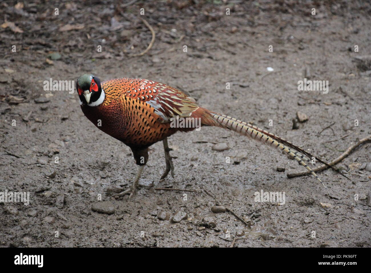 Coppery body plumage hi-res stock photography and images - Alamy