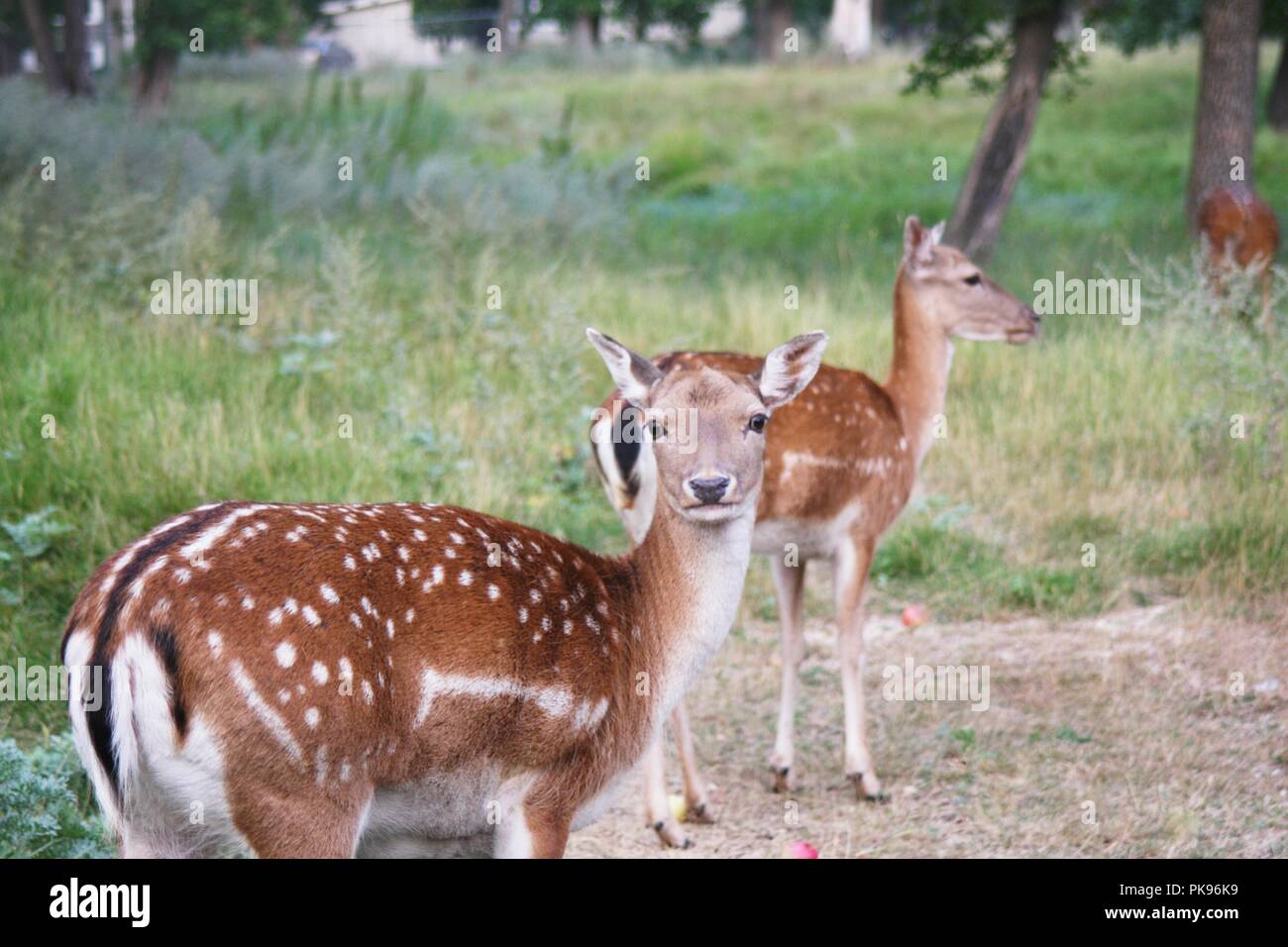Mule deer with spots hi-res stock photography and images - Alamy