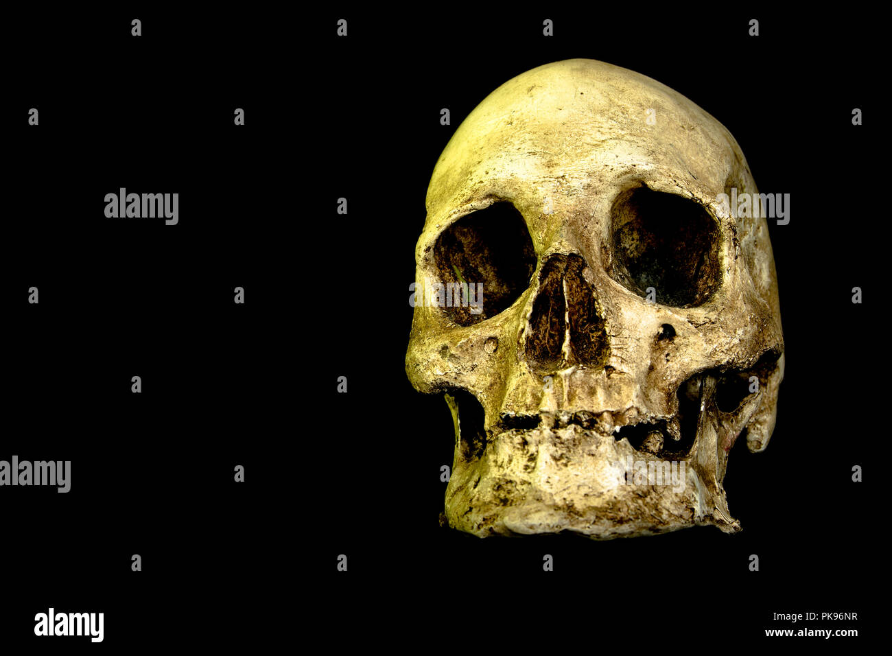 Ocular anatomy hi-res stock photography and images - Alamy