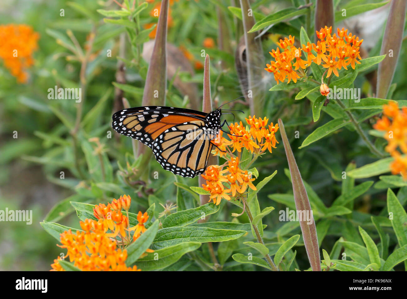 Monarch butterfly on butterfly weed Stock Photo - Alamy