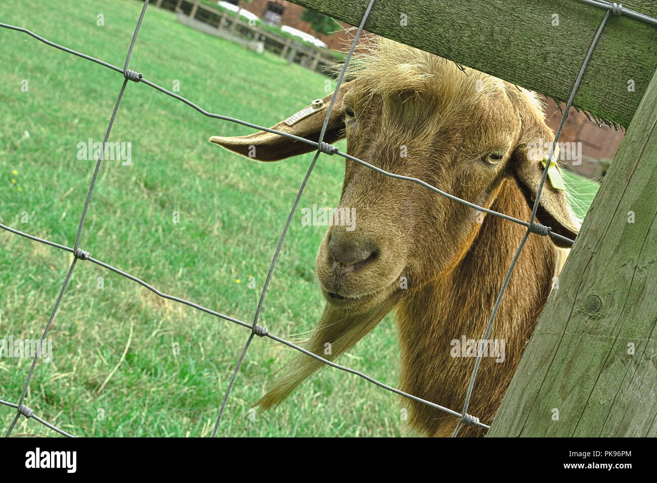 Brown goat on the farm Stock Photo - Alamy