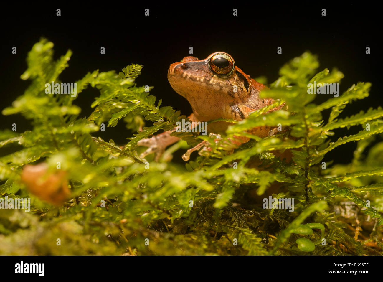 South american frogs hi-res stock photography and images - Alamy