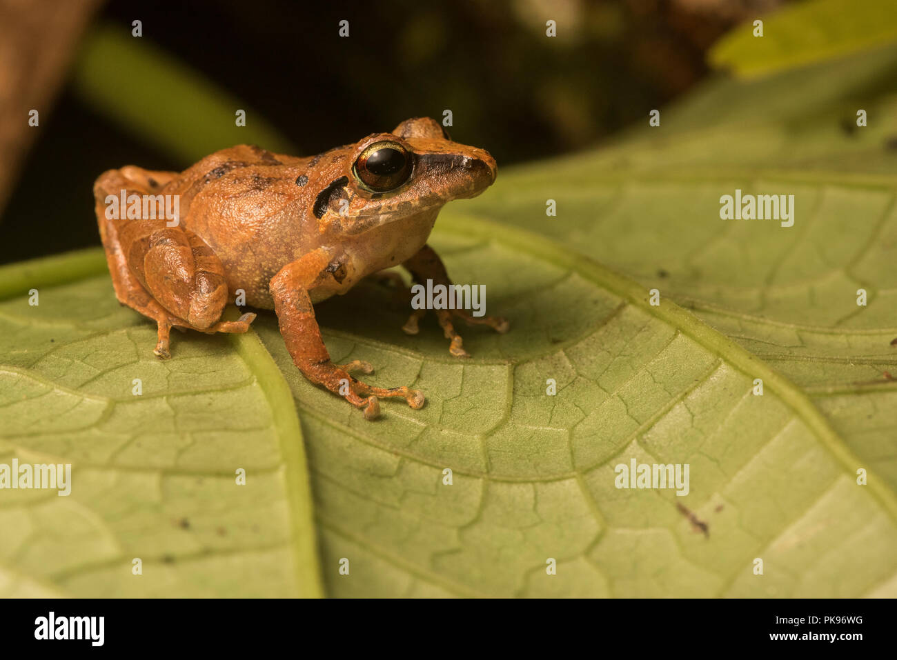 Robber frogs hi-res stock photography and images - Alamy