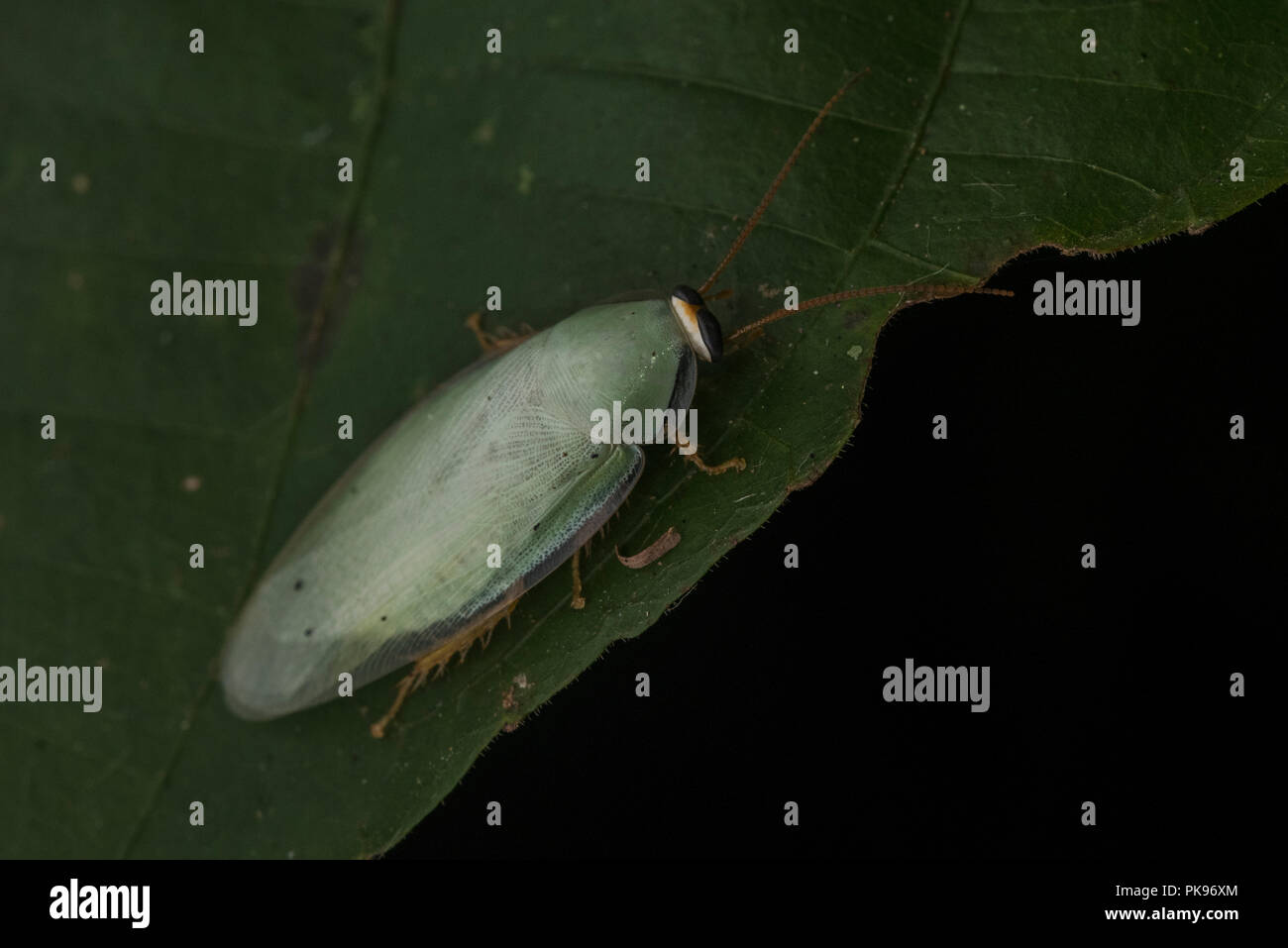 Most cockroaches live far from people, like this one that lives deep in ...