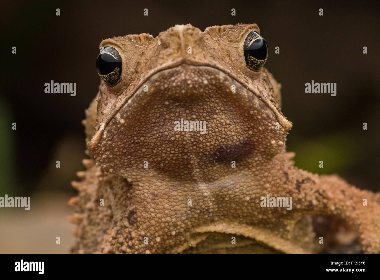 The South American common toad (Rhinella margaritifera) also known as ...