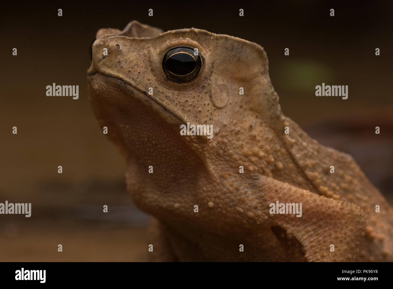 The South American common toad (Rhinella margaritifera) also known as ...